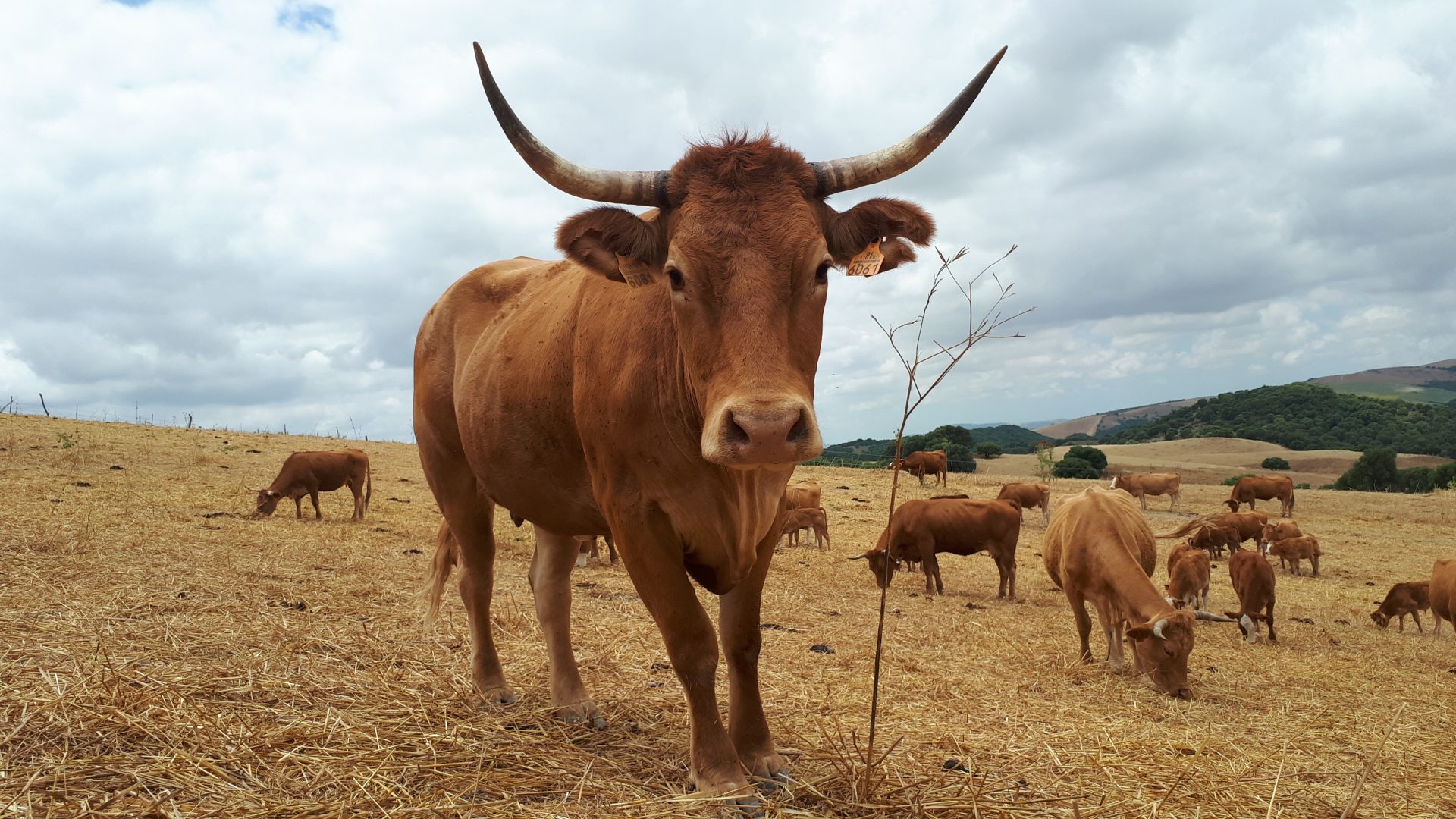 A new steer - The Mint Magazine