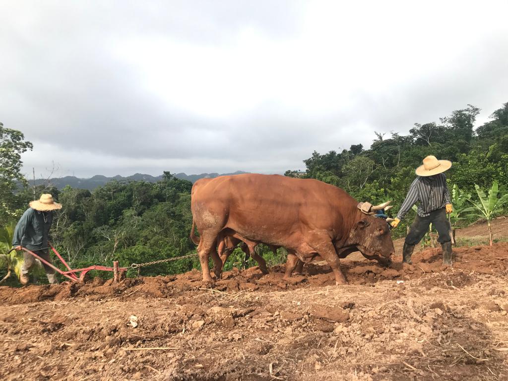 A Puerto Rican recipe for food sovereignty – The Mint Magazine