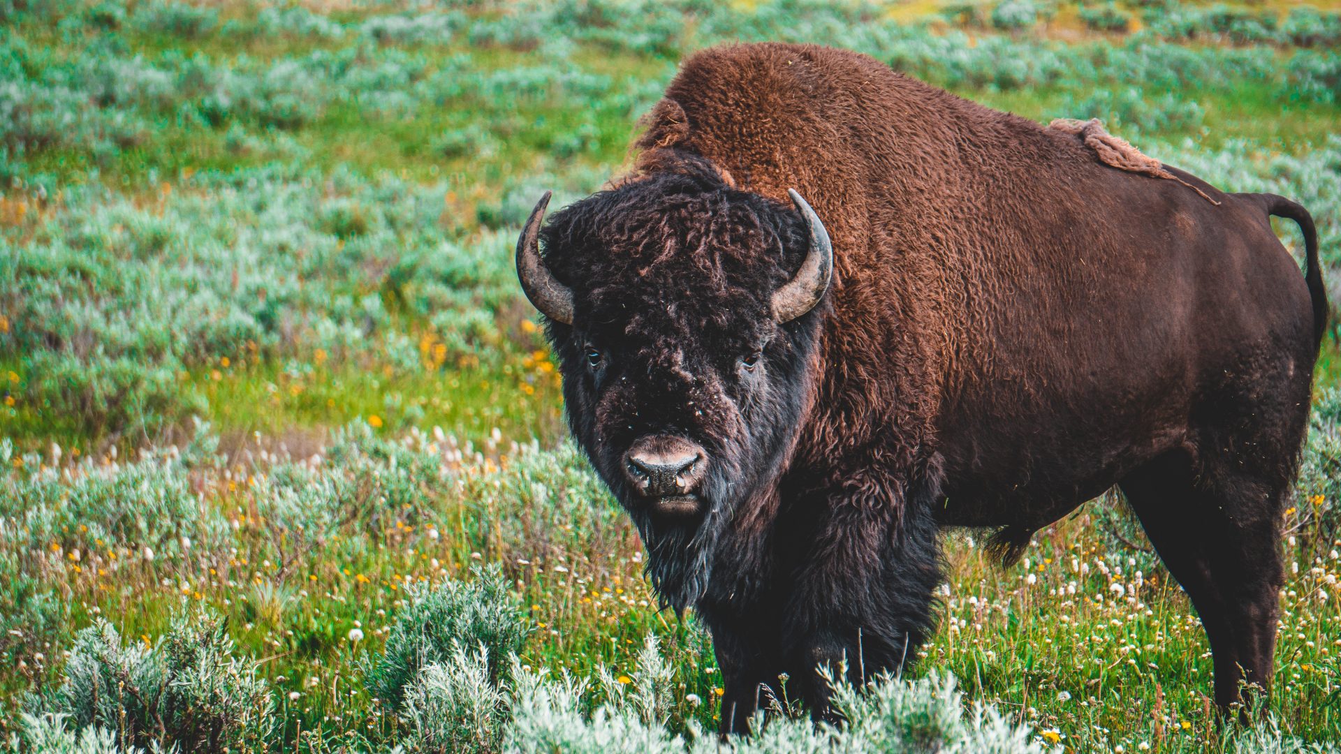 The nature of the beast - The Mint Magazine